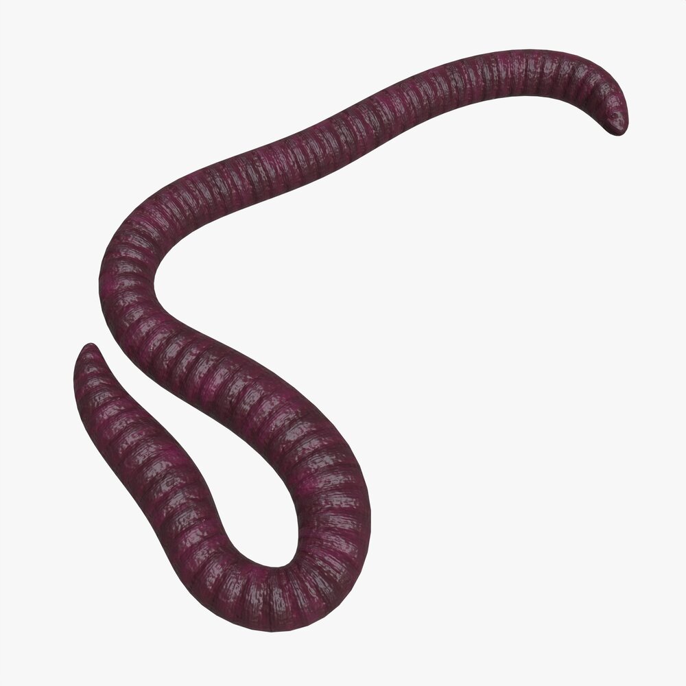 Red Worm 01 3D model - Download Invertebrates on 3DModels.org