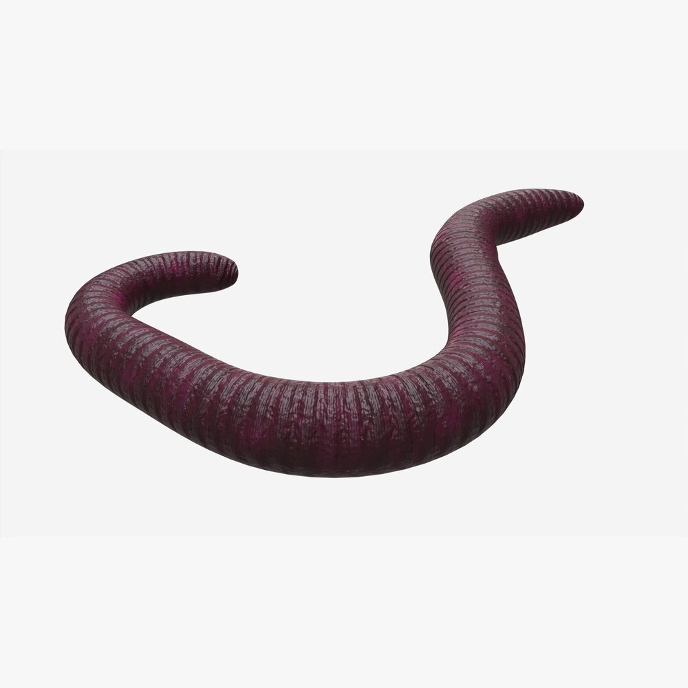 Red Worm 02 3D model - Download Invertebrates on 3DModels.org