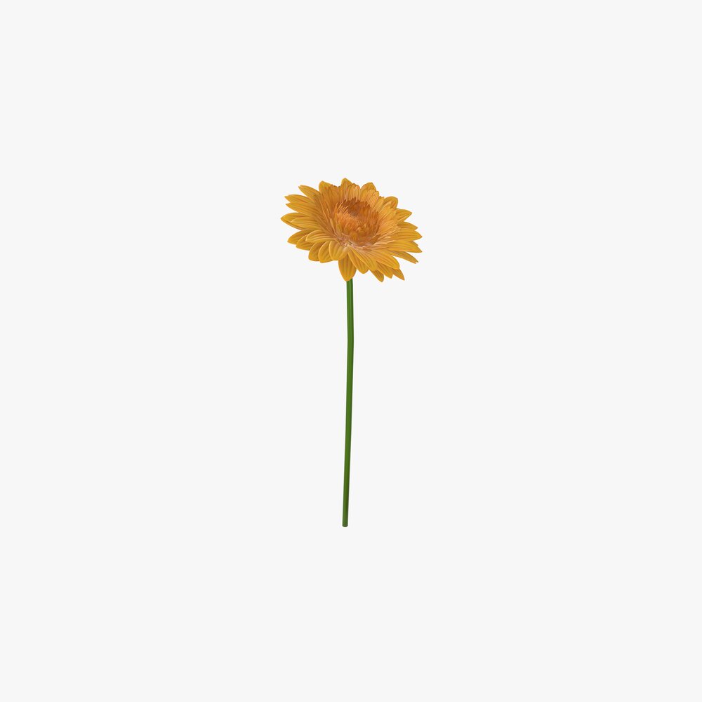 Gerbera Flower 3D model - Download Flowers on 3DModels.org