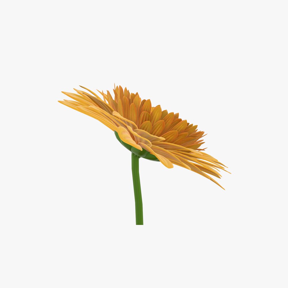 Gerbera Flower 3D model - Download Flowers on 3DModels.org