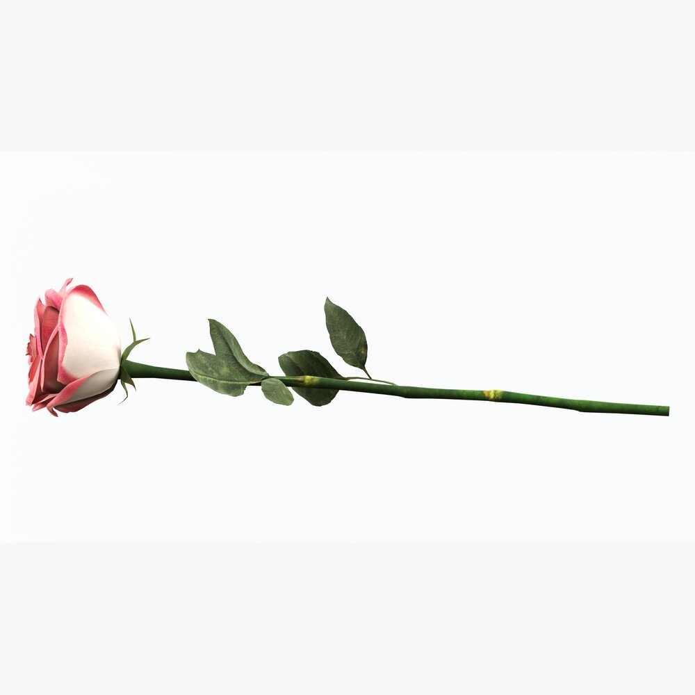 Single Beautiful Red Pink On Ground 3D model - Download Flowers on ...