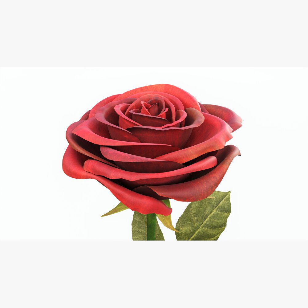 Single Beautiful Red Rose 3D model - Download Flowers on 3DModels.org