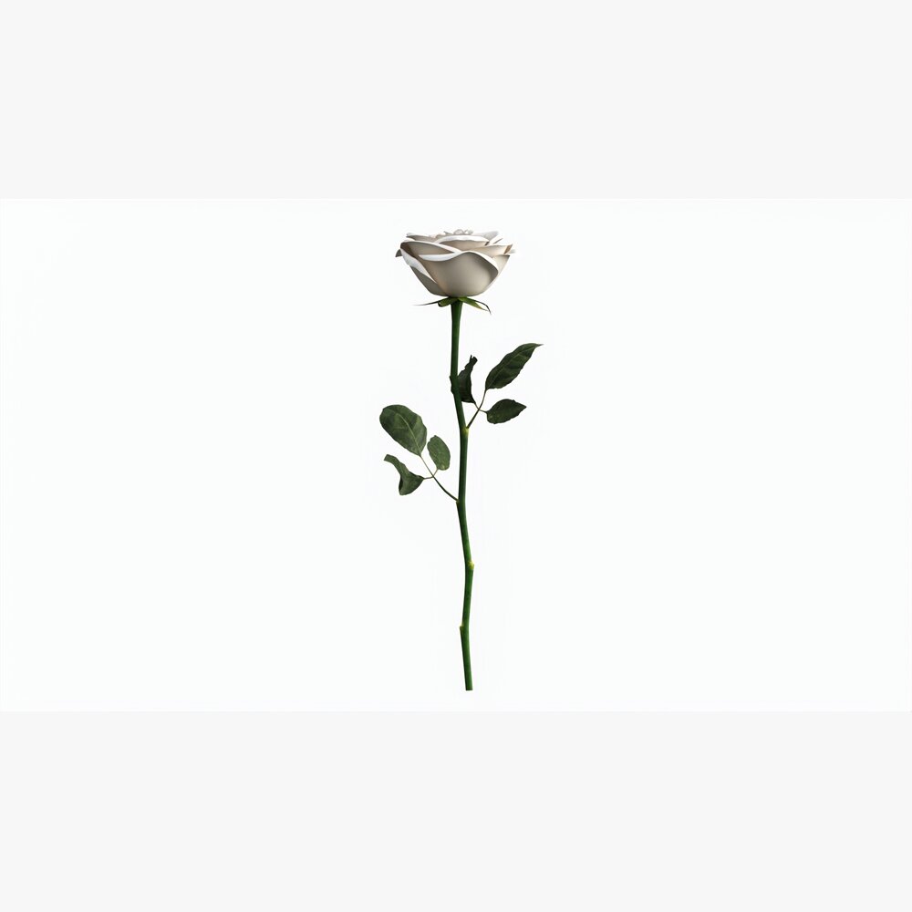 Single Beautiful White Rose 3D model - Download Flowers on 3DModels.org