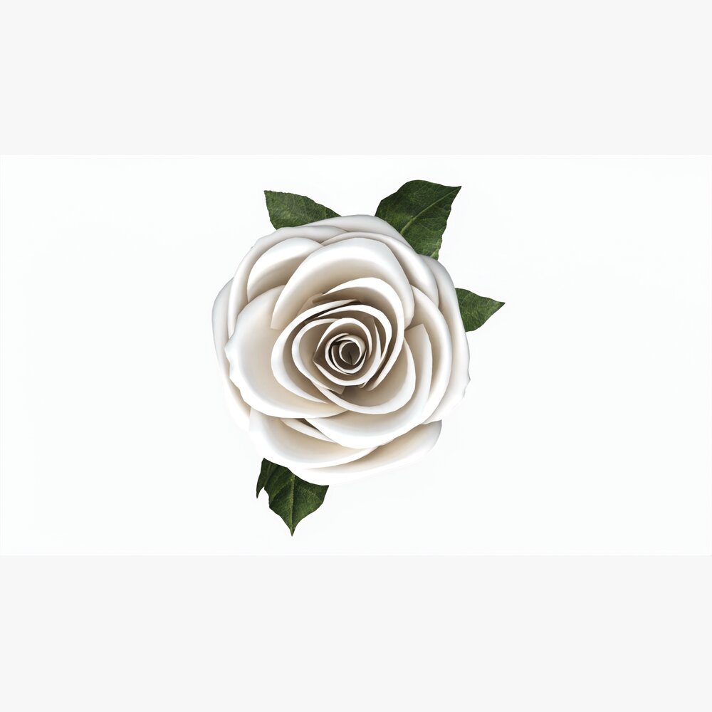 Single Beautiful White Rose 3D model - Download Flowers on 3DModels.org