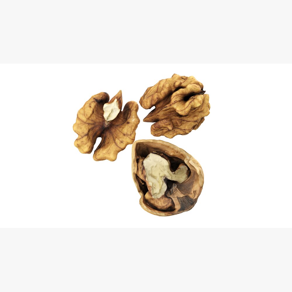Walnut Peeled 3D model - Download Nuts on 3DModels.org