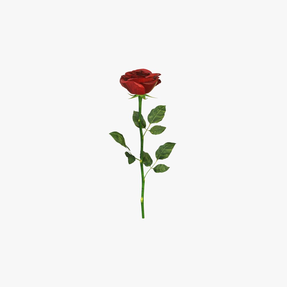 Single Beautiful Red Rose 3D model - Download Flowers on 3DModels.org