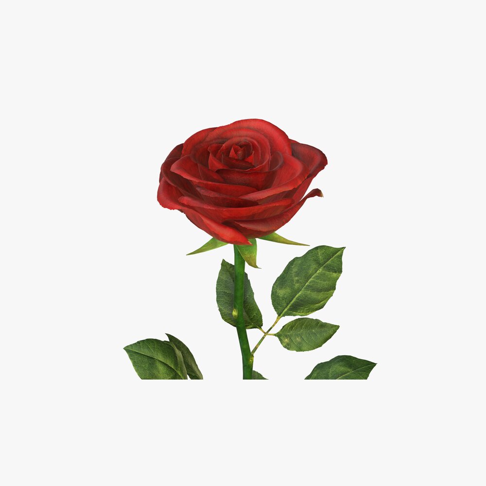 Single Beautiful Red Rose 3D model - Download Flowers on 3DModels.org