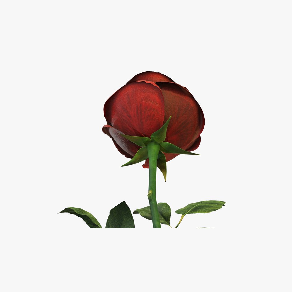 Single Beautiful Red Rose 3D model - Download Flowers on 3DModels.org