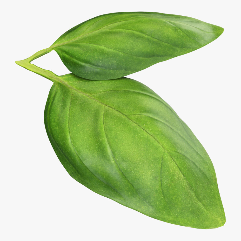 Basil Leaves 3D model - Download Herbs on 3DModels.org