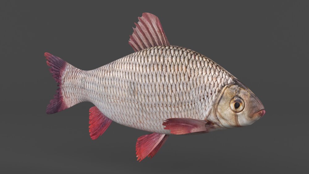 Freshwater Fish with Red Fins 3D model - Download Fish on 3DModels.org