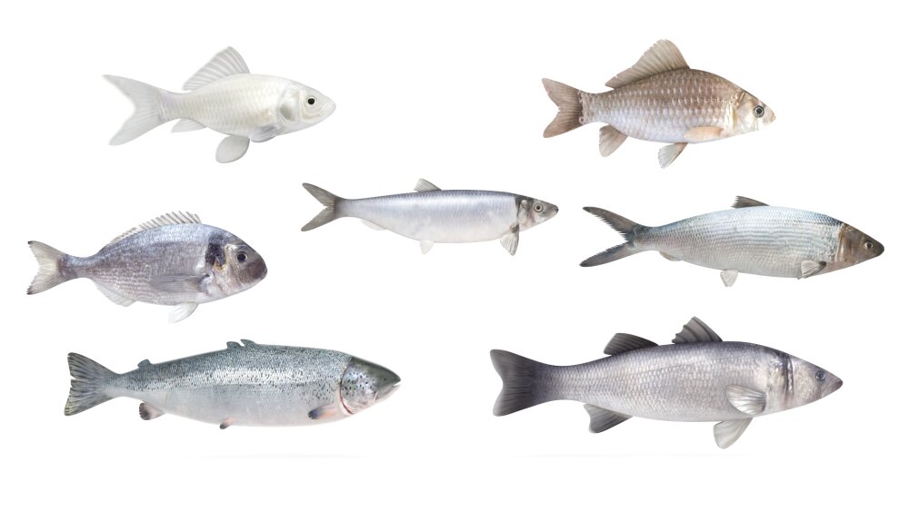 Assorted Freshwater and Marine Fish Collection 3D model - Download Fish ...