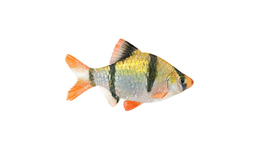 Freshwater and Saltwater Fish Collection 3D model - Download Fish on ...