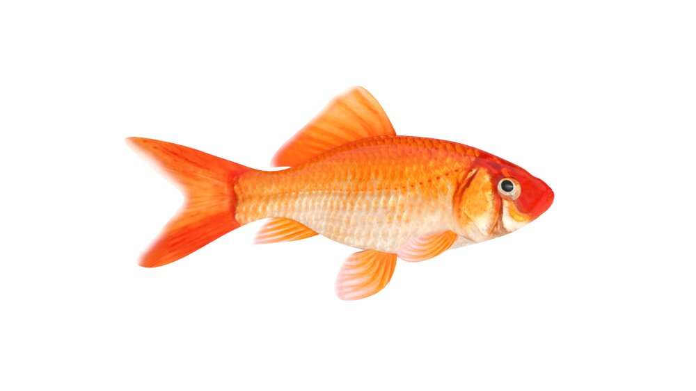 Assorted Freshwater and Saltwater Fish Collection 3D model - Download ...