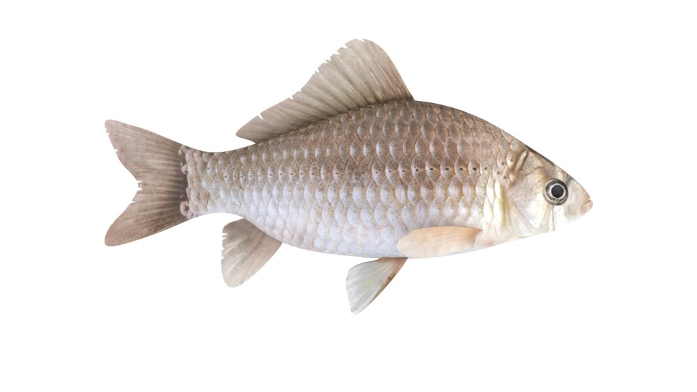 Assorted Freshwater and Saltwater Fish Collection 3D model - Download ...
