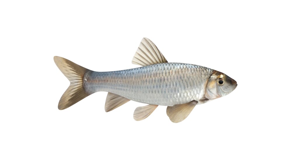 Assorted Freshwater and Saltwater Fish Collection 3D model - Download ...
