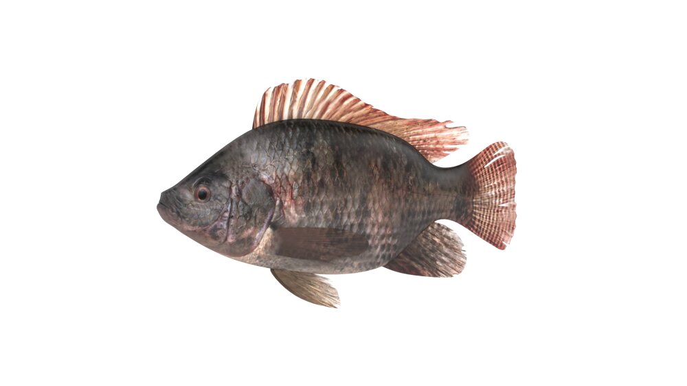 Assorted Freshwater and Saltwater Fish Collection 3D model - Download ...