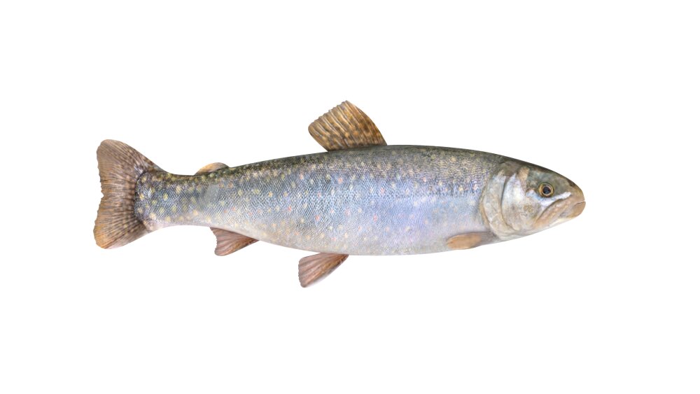 Collection of Diverse Freshwater and Saltwater Fish 3D model - Download ...