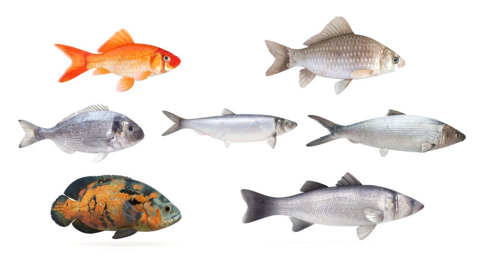 Diverse Freshwater Fish Collection 3D model - Download Fish on 3DModels.org