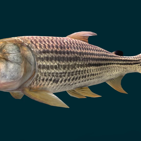 Tropical fish 3D Models Download - 3DModels.org