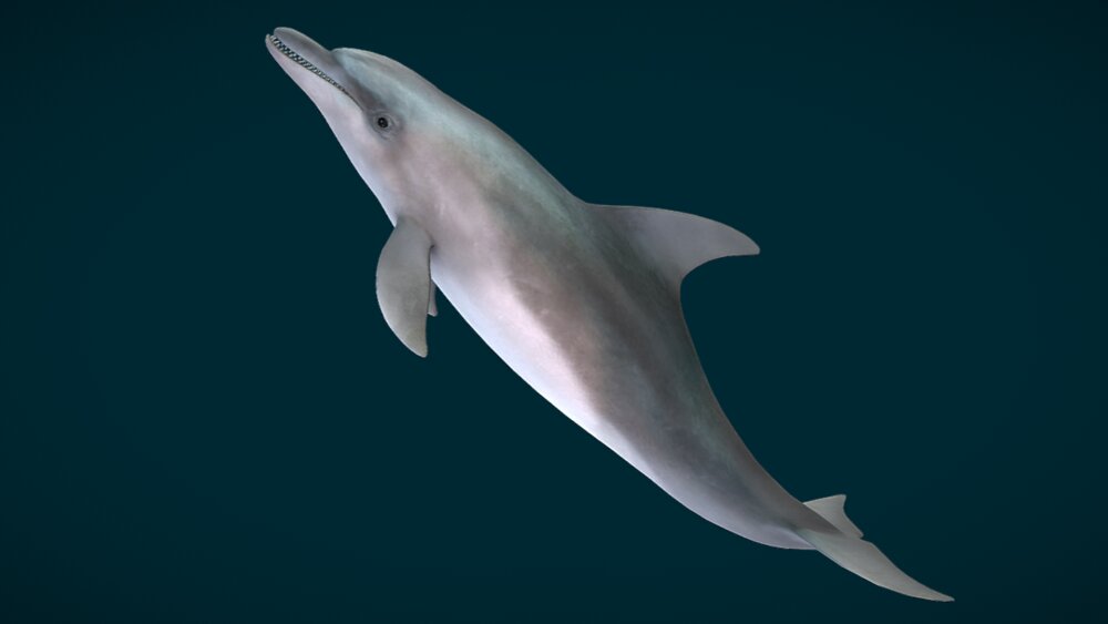Bottlenose Dolphin Animated 3D model - Download Fish on 3DModels.org