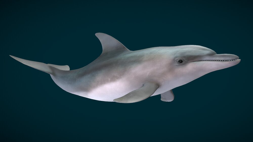 Bottlenose Dolphin Animated 3D model - Download Fish on 3DModels.org