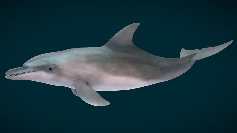 Bottlenose Dolphin Animated 3D model - Download Fish on 3DModels.org
