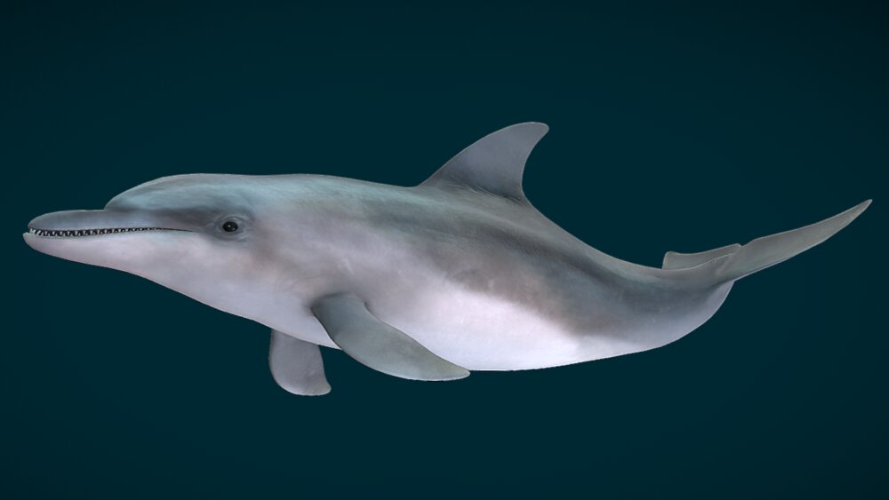 Bottlenose Dolphin Animated 3D model - Download Fish on 3DModels.org