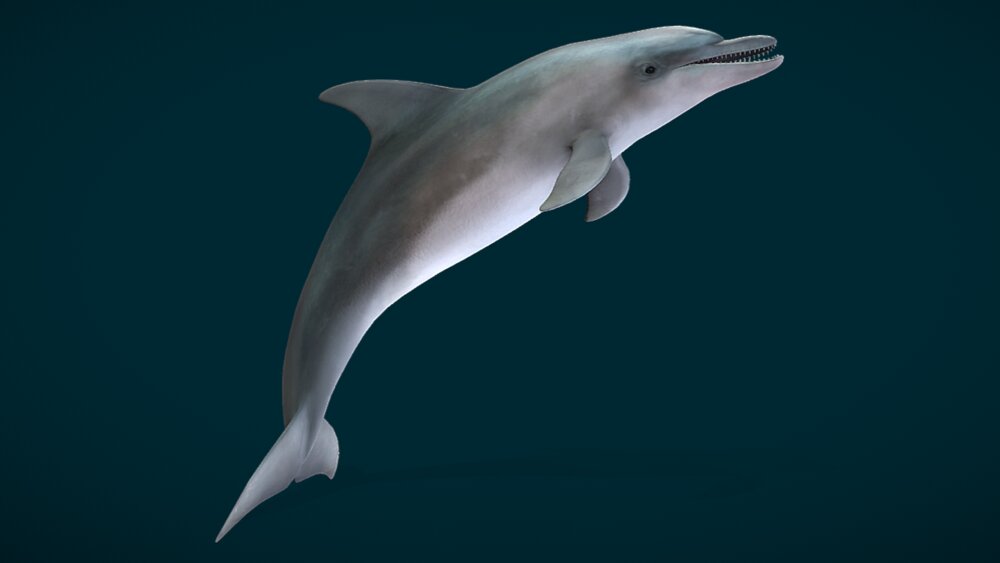 Bottlenose Dolphin Animated 3D model - Download Fish on 3DModels.org