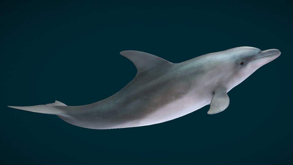 Bottlenose Dolphin Animated 3D model - Download Fish on 3DModels.org