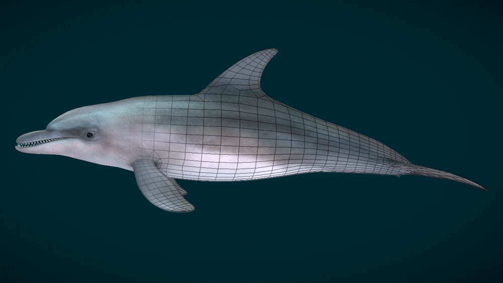 Bottlenose Dolphin Animated 3D model - Download Fish on 3DModels.org