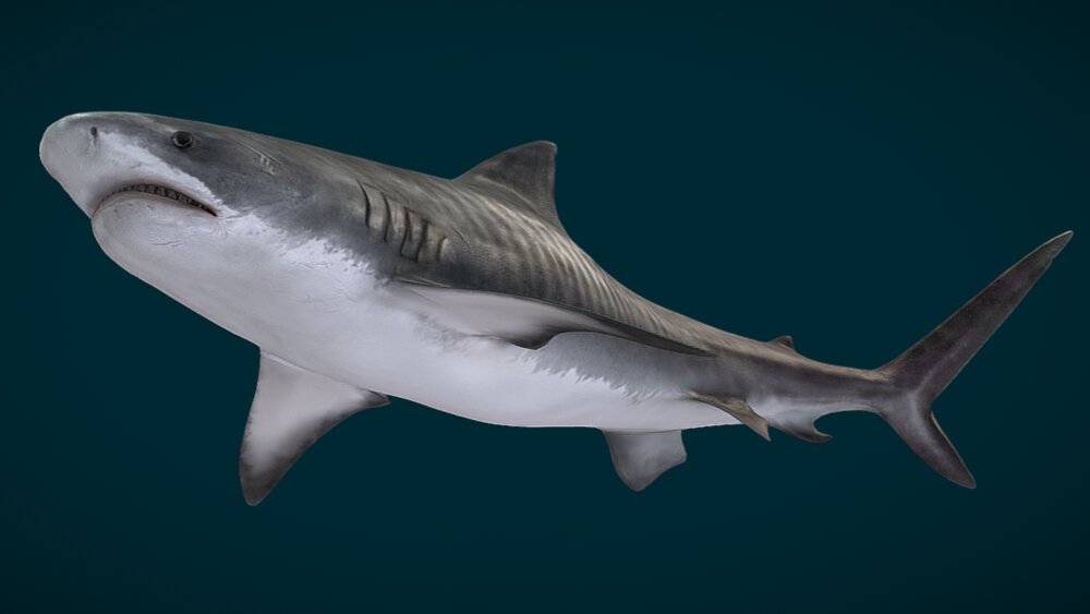 Tiburón Tigre Realista Animado Modelo 3D - Descargar Pescados on ...