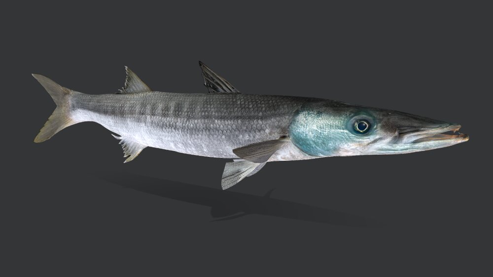 Barracuda Animated 3D 모델 - 다운로드 물고기 on 3DModels.org