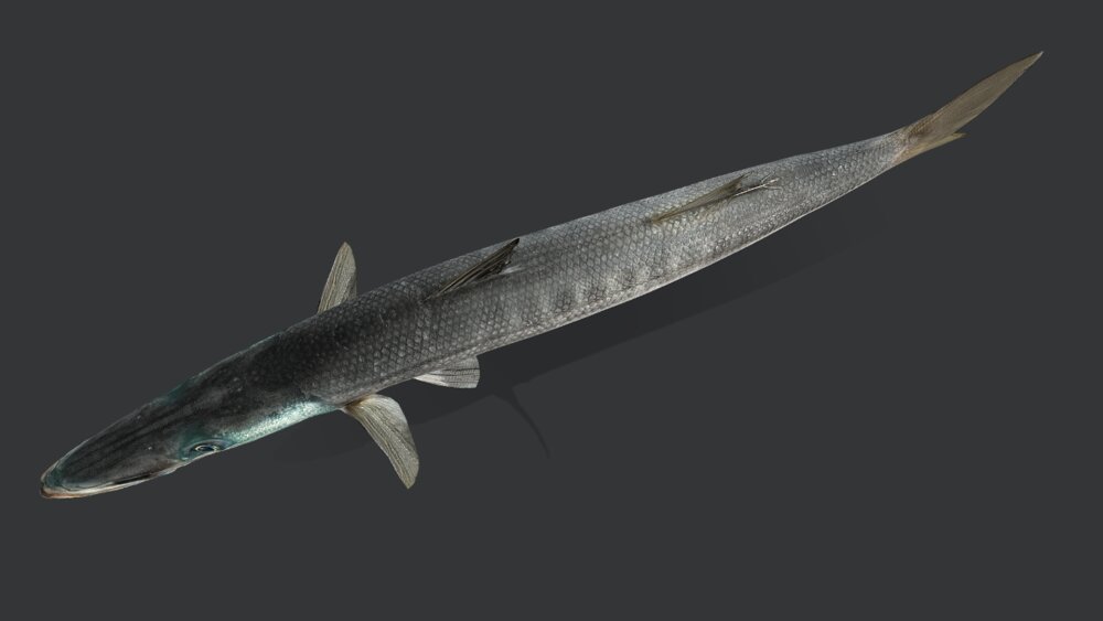 Barracuda Animated 3D model - Download Fish on 3DModels.org