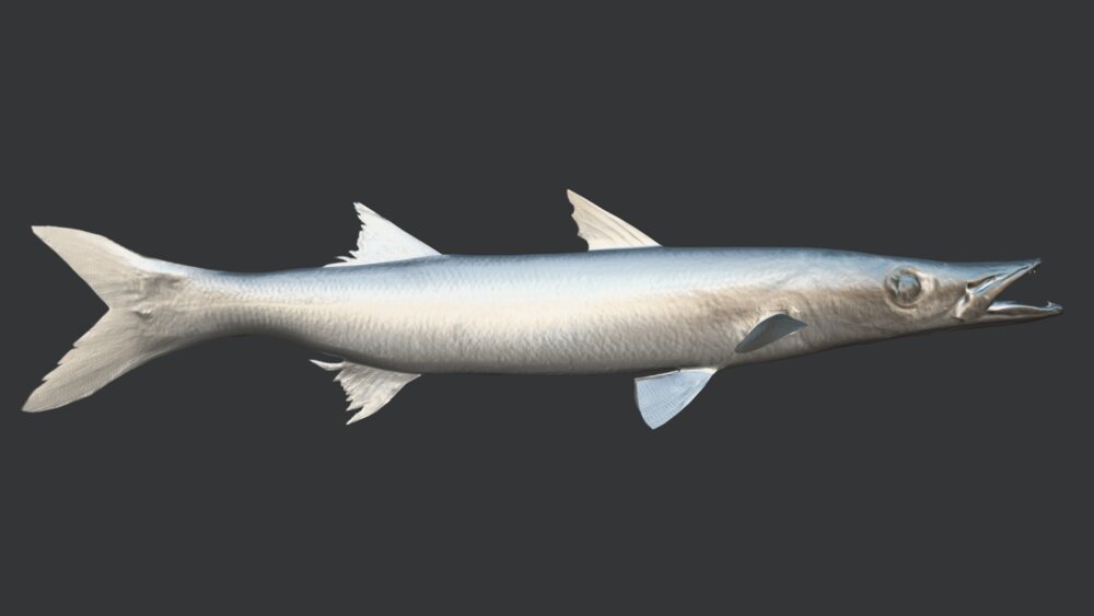 Barracuda Animated 3D model - Download Fish on 3DModels.org