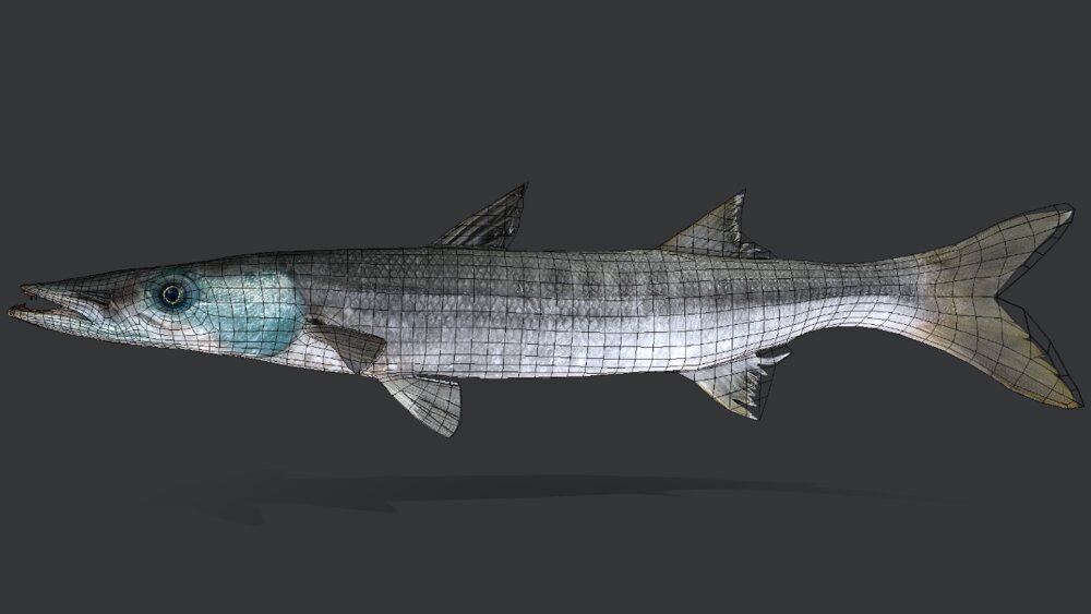 Barracuda Animé Modèle 3D - Télécharger Poisson on 3DModels.org