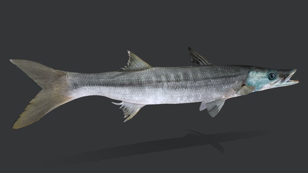 Barracuda Animated 3D model - Download Fish on 3DModels.org
