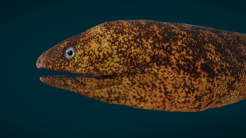 Moray Animated 3D 모델 - 다운로드 물고기 on 3DModels.org