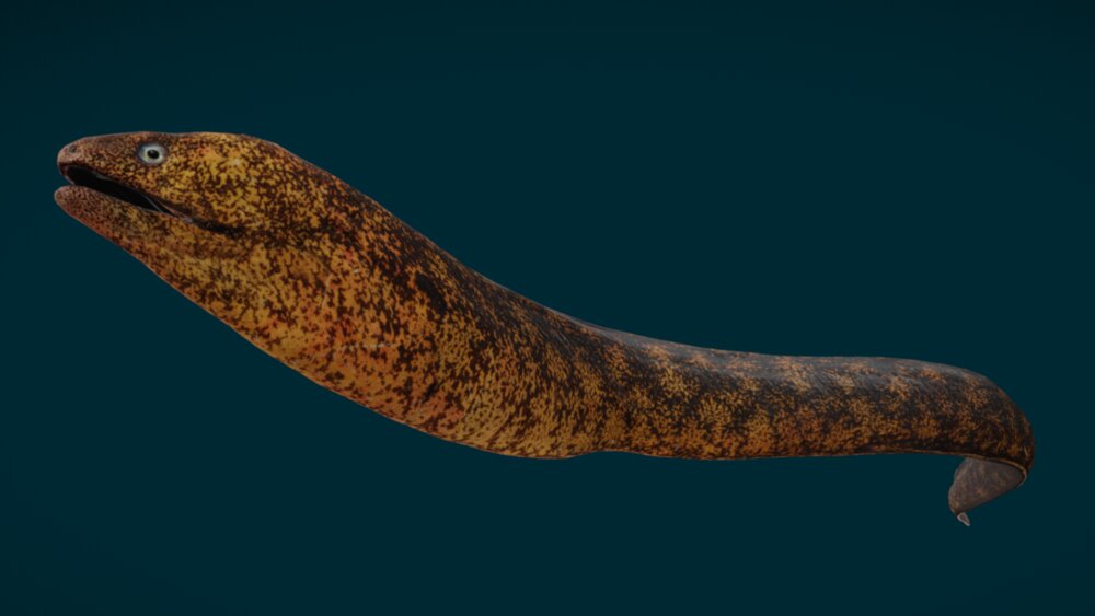 Moray Animated 3D model - Download Fish on 3DModels.org