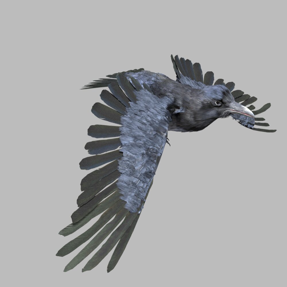 Carrion Crow 3D model - Download Birds on 3DModels.org