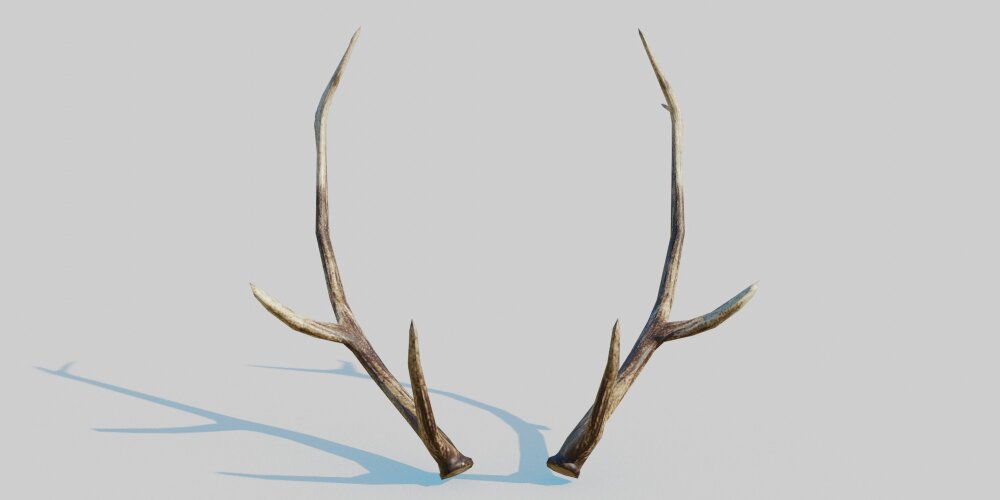 Deer Antlers 3D model - Download Mammals on 3DModels.org