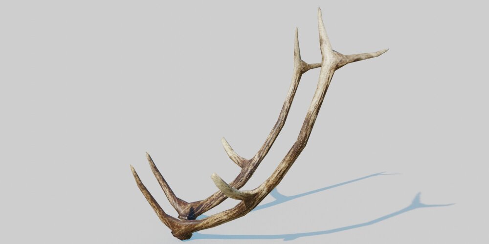Deer Antlers 3D model - Download Mammals on 3DModels.org