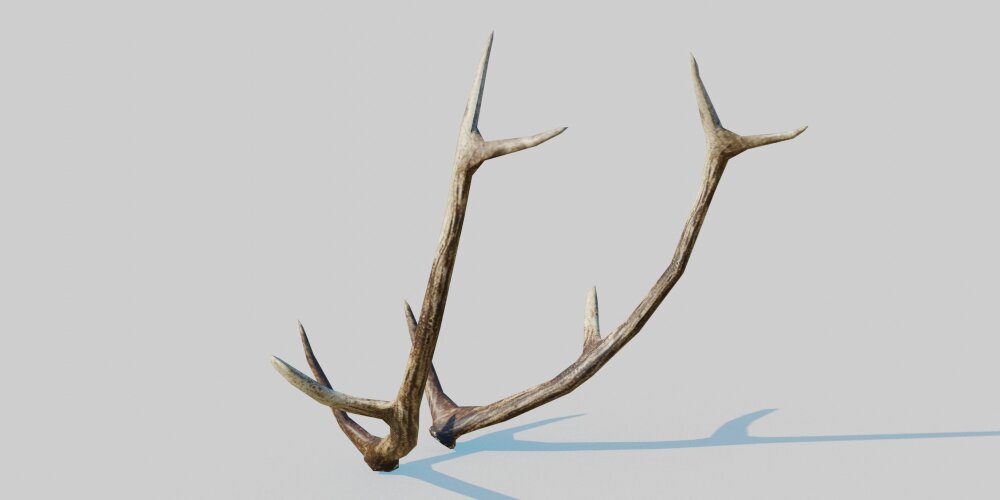 Deer Antlers 3D model - Download Mammals on 3DModels.org