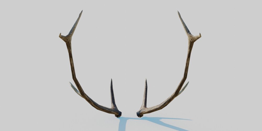 Deer Antlers 3D model - Download Mammals on 3DModels.org