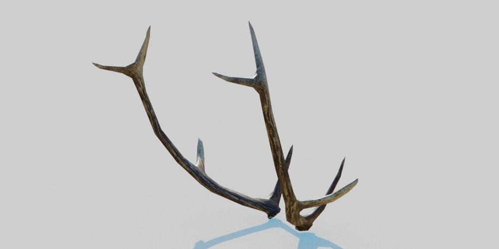 Deer Antlers 3D model - Download Mammals on 3DModels.org