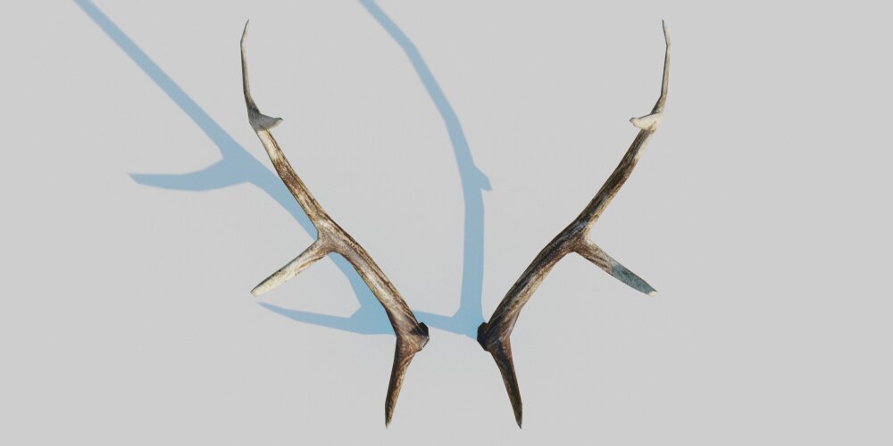Deer Antlers 3D model - Download Mammals on 3DModels.org
