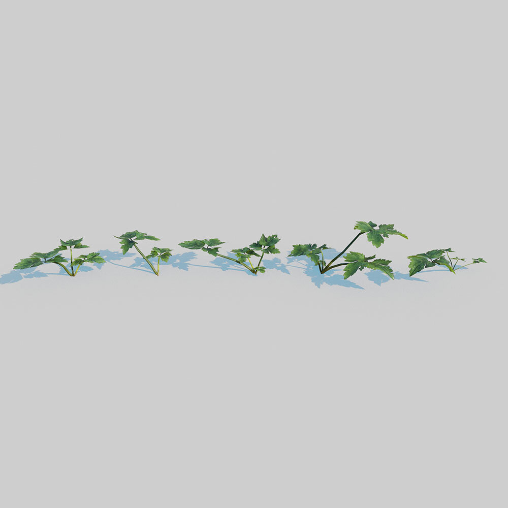 Creeping Buttercup 3D model - Download Grass on 3DModels.org