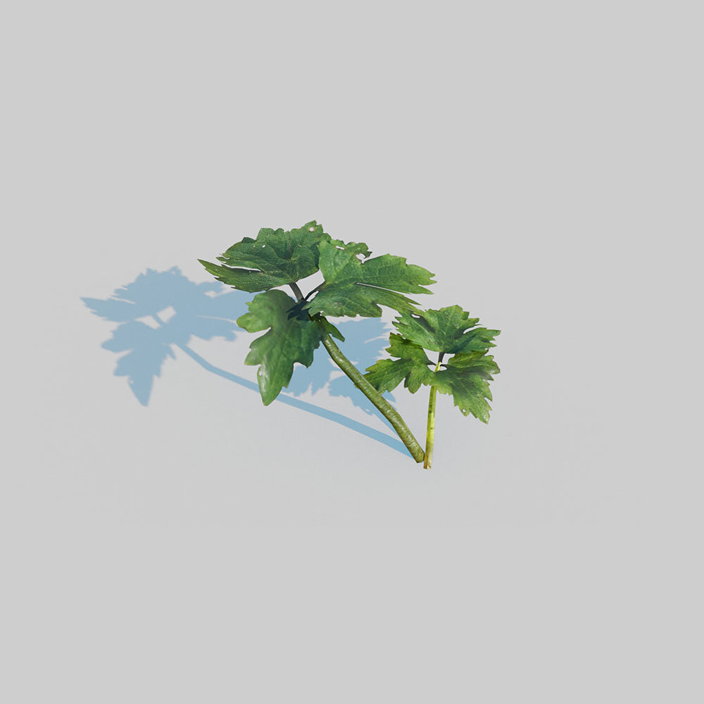 Creeping Buttercup 3D model - Download Grass on 3DModels.org