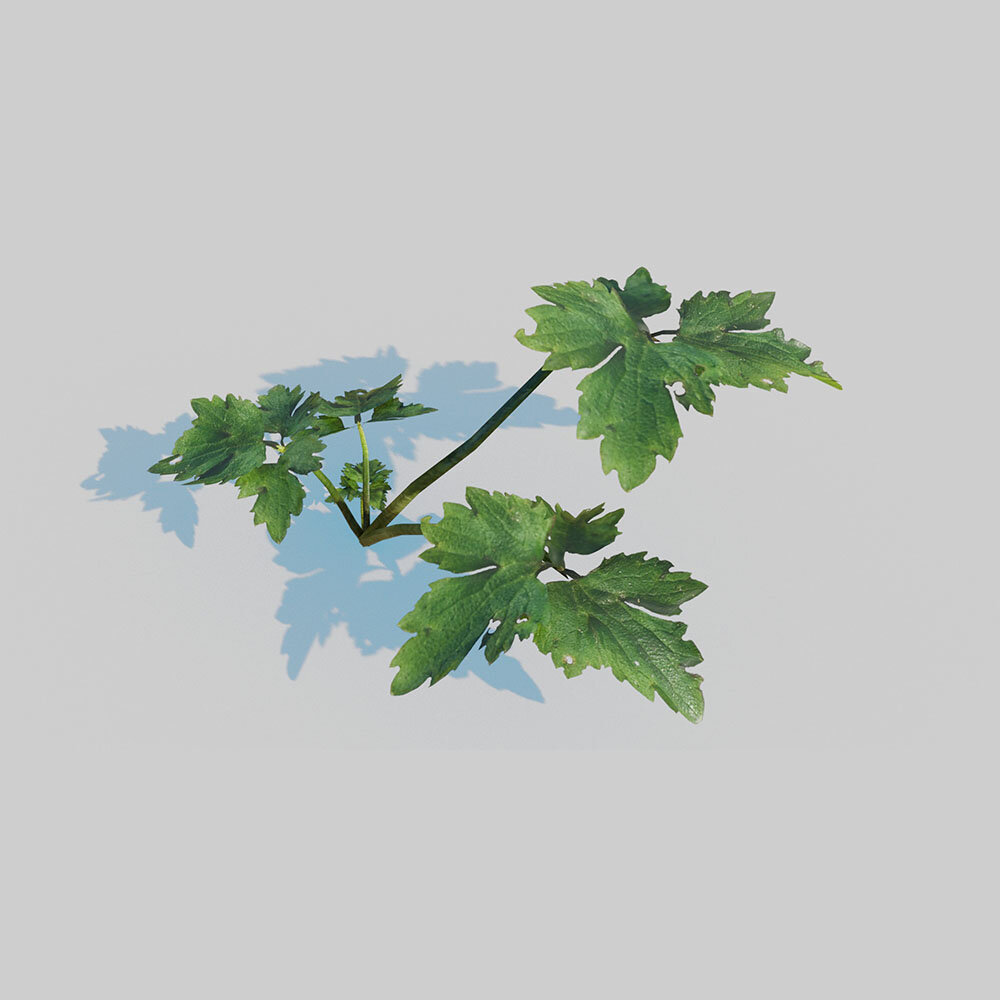 Creeping Buttercup 3D model - Download Grass on 3DModels.org