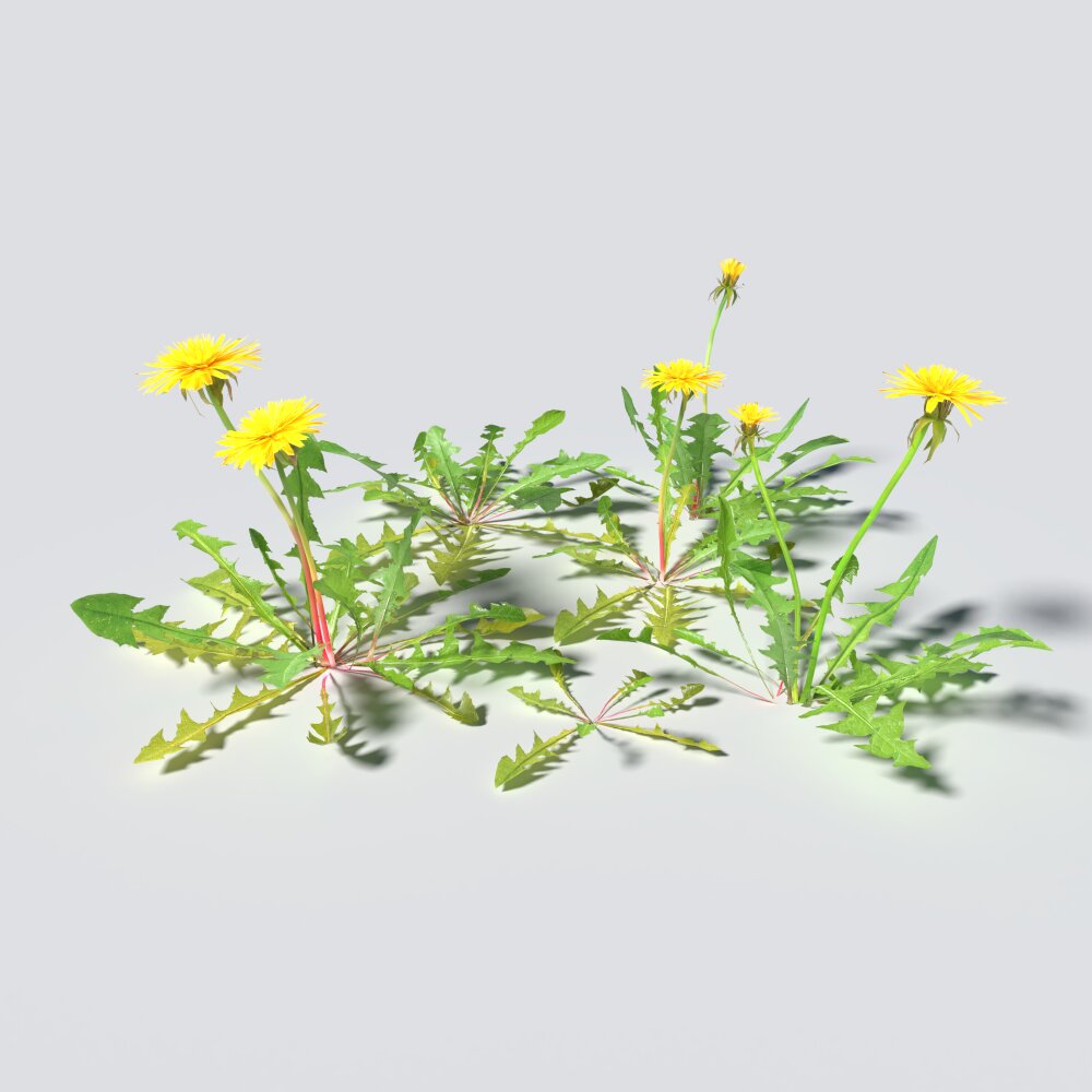 Dandelion Blooming flower 3D model - Download Flowers on 3DModels.org