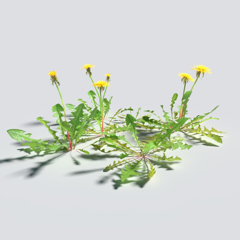 Dandelion Blooming flower 3D model - Download Flowers on 3DModels.org
